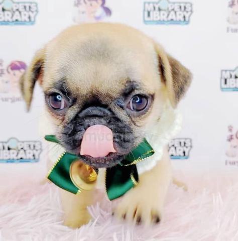 Super Fatty Pug Puppy Dog Pet *yu.085 - Pets for sale in Puchong, Selangor