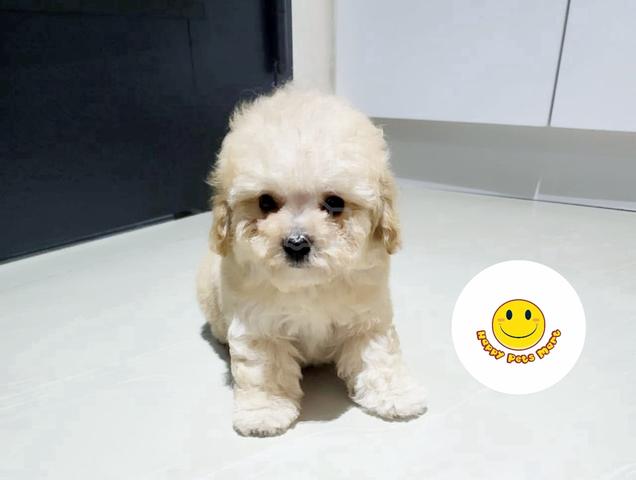Tiny Poodle super cute home pet dog - Pets for sale in Kepong, Kuala Lumpur