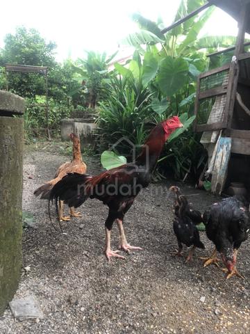 ayam baka - Pets for sale in Kuala Terengganu, Terengganu