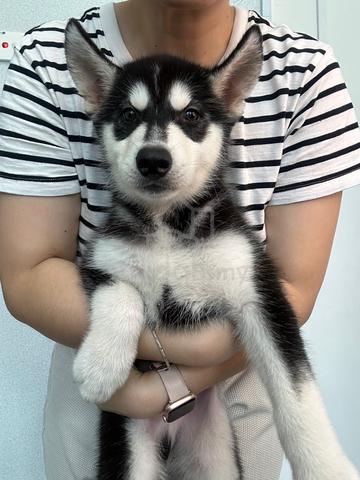Husky Big Promo - Pets for sale in Batu Pahat, Johor