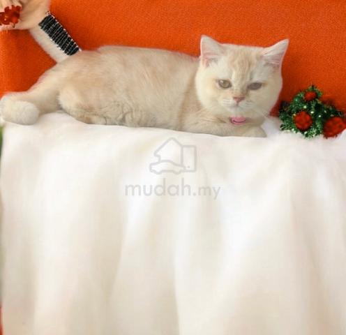 red silver bsh british shorthair short hair kitten - Pets for sale in ...