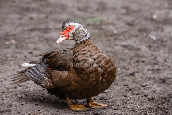 itik Muscovy/ Muscovy duck - Pets for sale in Sungai Bakap, Penang