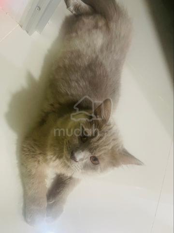 Kucing BSH cheras - Pets for sale in Cheras, Selangor