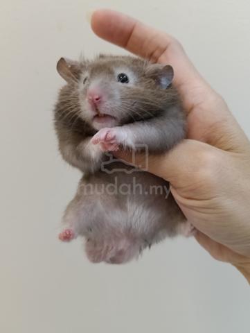 Syrian hamster - Pets for sale in Kulai, Johor
