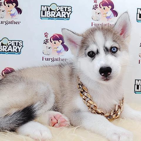 Kawaii Pomsky Puppy Dog Pet Pom x Husky *yu.03355 - Pets for sale in ...