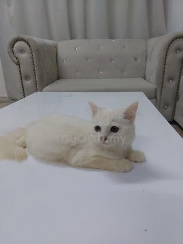 Kucing DLH Putih - Pets for sale in Nilai, Negeri Sembilan