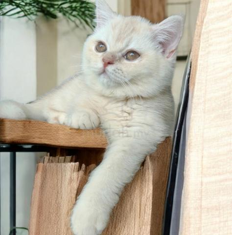 anak kucing bsh british shorthair kitten silver - Pets for sale in ...