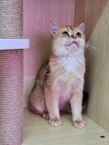 WCF BSH British Shorthair Golden shaded Female - Pets for sale in ...