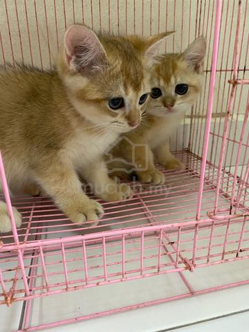 Bsh Gold - Pets for sale in USM, Penang