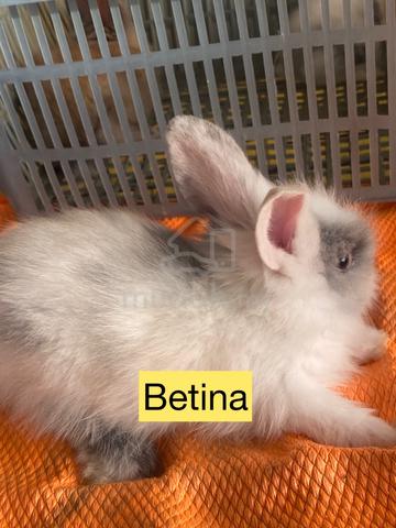 Rabbit mix teddy bear - Pets for sale in Kuala Krai, Kelantan