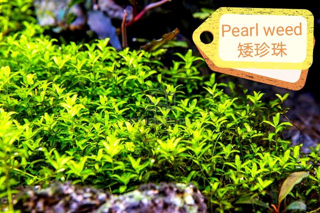 Pearl weed hemianthus micranthemoides aquaplant - Garden Items for sale ...