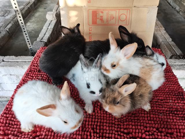 arnab mix rabbit 02 - Pets for sale in Balik Pulau, Penang