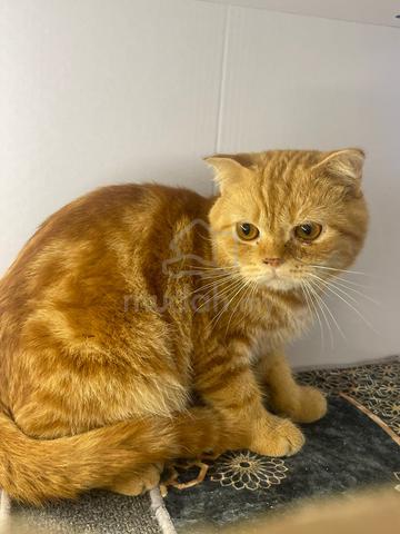 kucing bsh dan scotish marble untuk dijual - Pets for sale in Taiping ...