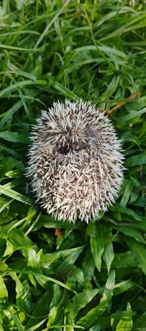 Mini Hedgehog - Pets for sale in Putatan, Sabah