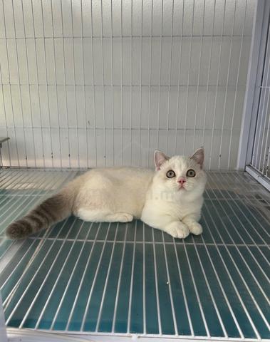 Super short Munchkin kitten - Pets for sale in Others, Selangor