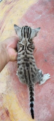 Kucing Bengal Rossette Mixed Bengal Marble Kitten - Pets for sale in ...