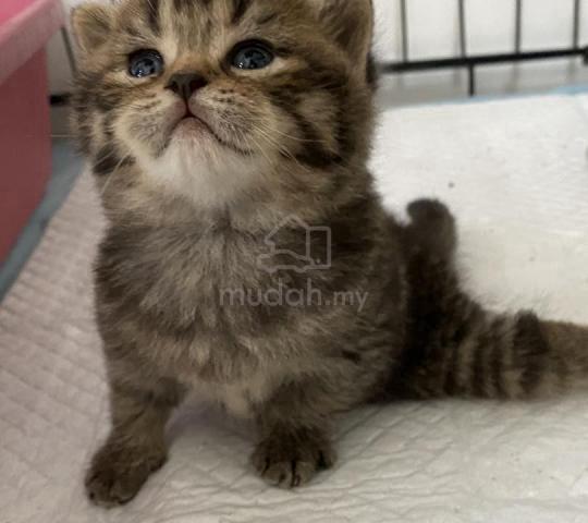 british short Hair spotted. Bsh - Pets for sale in Kajang, Selangor