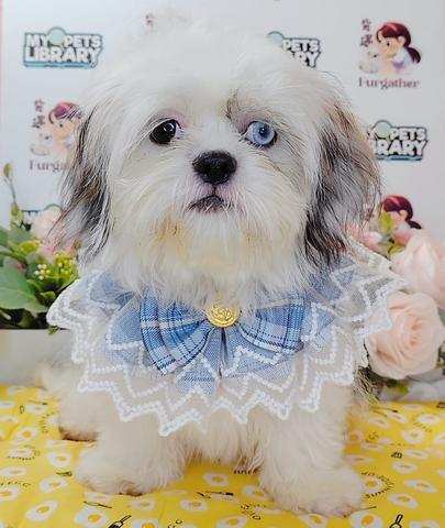 Gorgeous Cute Shih Tzu Puppu Dog Pet *yu.03585 - Pets for sale in ...