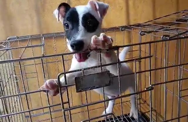 Jack Russell JRT Male Rare marking - Pets for sale in Puchong, Kuala Lumpur