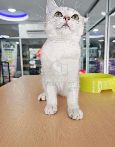 BSH British Shorthair Female Silver Baka Besar - Pets for sale in Alor ...