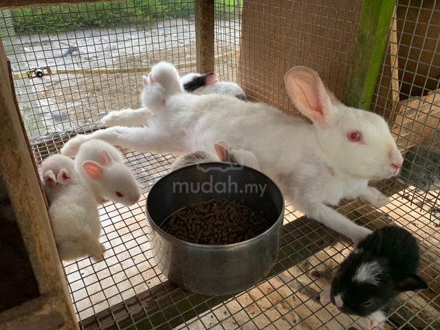 Arnab - Pets for sale in Taiping, Perak