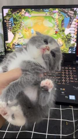 Calico Bsh Kitten - Pets for sale in Bandar Bukit Raja, Selangor