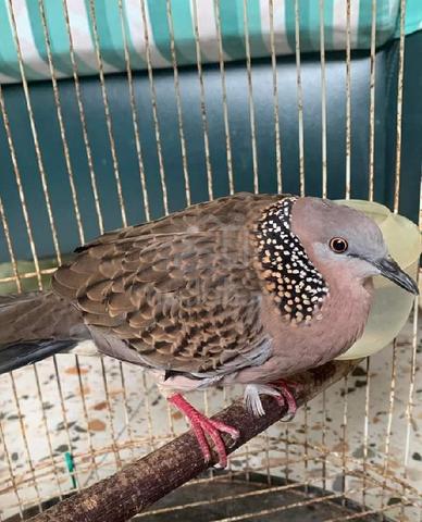 Terkukur pesom - Pets for sale in Kuala Nerus, Terengganu