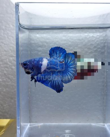 Blue marble betta/Laga 2 male - Pets for sale in Tuaran, Sabah