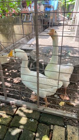 Angsa putih sepasang - Pets for sale in Dungun, Terengganu