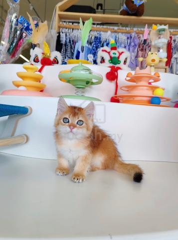 British shorthair golden金渐层BSH - Pets for sale in Semenyih, Selangor