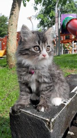 Kucing British Long Hair mixed kitten - Pets for sale in Gelang Patah ...