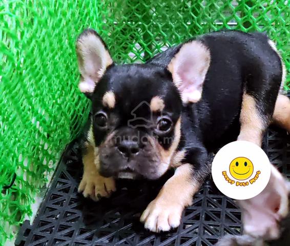 unique French Bulldog - Pets for sale in Kepong, Kuala Lumpur