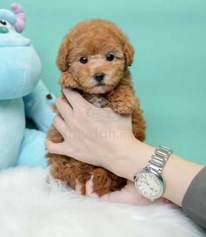 GENIUS POODLE PUPPY DOG *fg010 - Pets for sale in Old Klang Road, Kuala ...