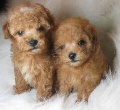 Q157 silly poodle puppy dog - Pets for sale in Puchong, Kuala Lumpur