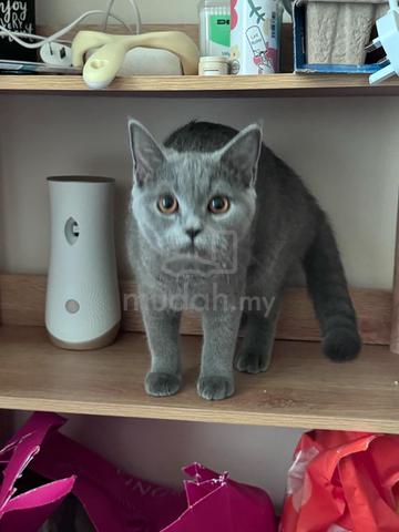 BSH British Short Hair Female Pure Gray(Blue) - Pets for sale in Subang ...