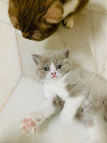 British Short Hair Cinnnamon - Pets for sale in Georgetown, Penang