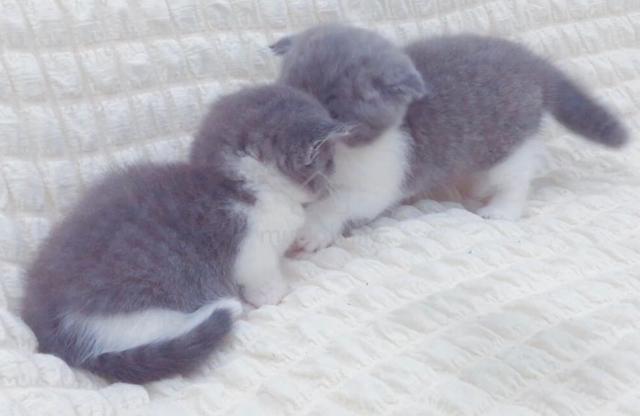 Munchkin kitten British shorthair bsh Supershort - Pets for sale in ...