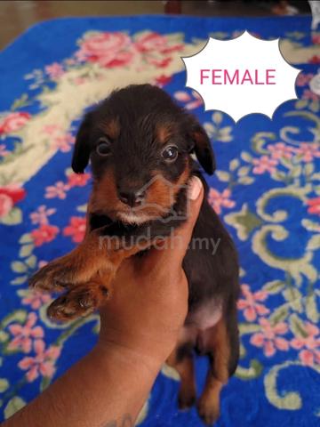 poodle mix mini pinscher - Pets for sale in Cheras, Kuala Lumpur