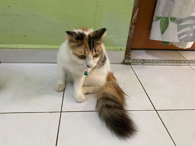 Female Kitten Persian mix BSH - Pets for sale in Parit Raja, Johor