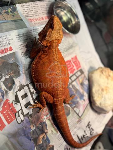 Male Leather Back Bearded Dragon - Pets for sale in Horizon Hills, Johor
