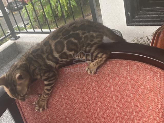 Bengal persian bsh - Pets for sale in Cheras, Kuala Lumpur
