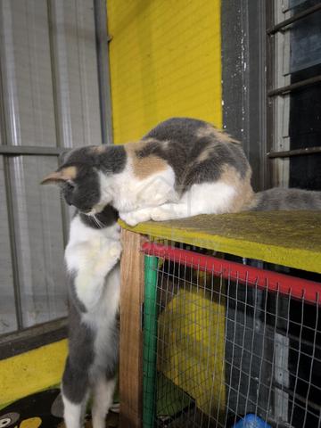 Bsh bicolor dan celico - Pets for sale in Ipoh, Perak