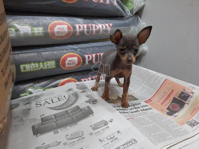 Pinscher Grey Tan Puppy - Pets for sale in Tanjong Tokong, Penang