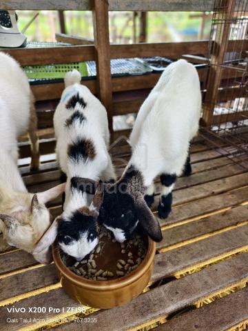 Kambing Mini - Pets for sale in Klang, Selangor