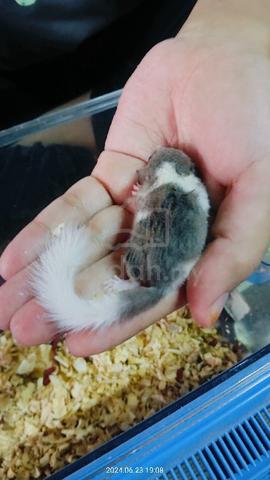 dormouse tompok putih - Pets for sale in Pasir Mas, Kelantan