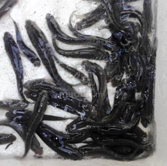 Anak Ikan Haruan, 生鱼, Snakehead Fingerlings - Pets for sale in Ampang ...