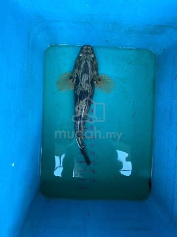 ikan ketutu atau ikan ubi - Pets for sale in Sungai Nibong, Penang