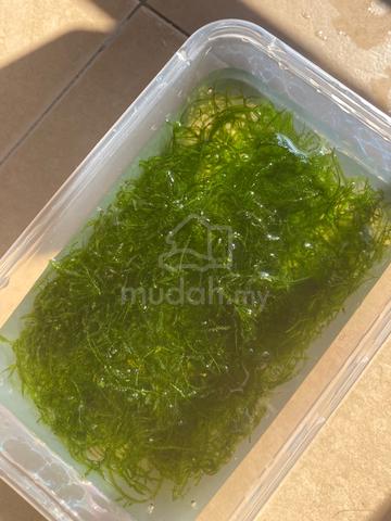 Java Moss Shrimp Ikan Guppy Pokok Air Aquascape - Pets for sale in ...