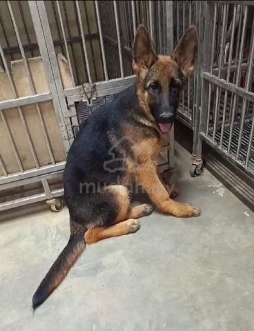 German Shepherd showline with Mka cert & microchip - Pets for sale in ...