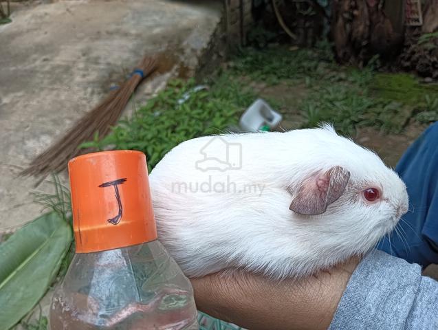 Guinea pig Tikus Belanda - Pets for sale in Serendah, Selangor